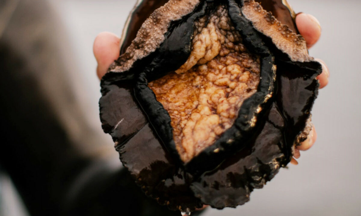 Wildcaught Abalone | Seafood Industry Tasmania